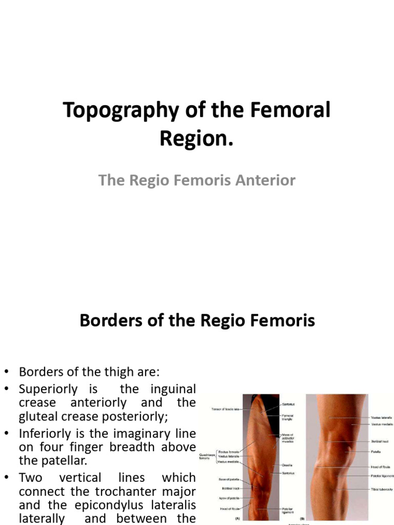 Topography Femoral Region | PDF | Human Leg | Soft Tissue