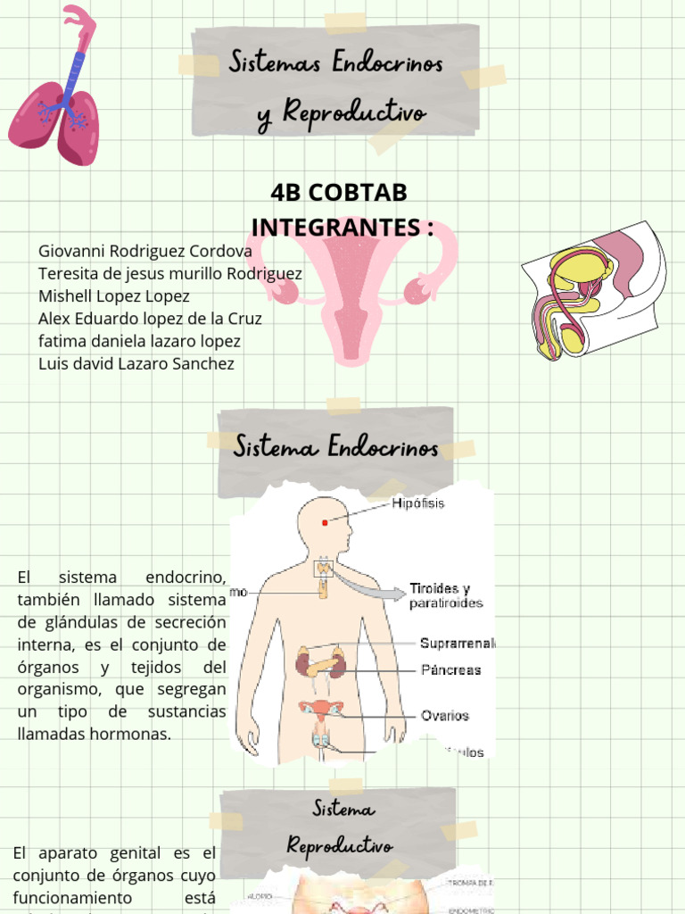 Sistemas Endocrino y Reproductivo | PDF