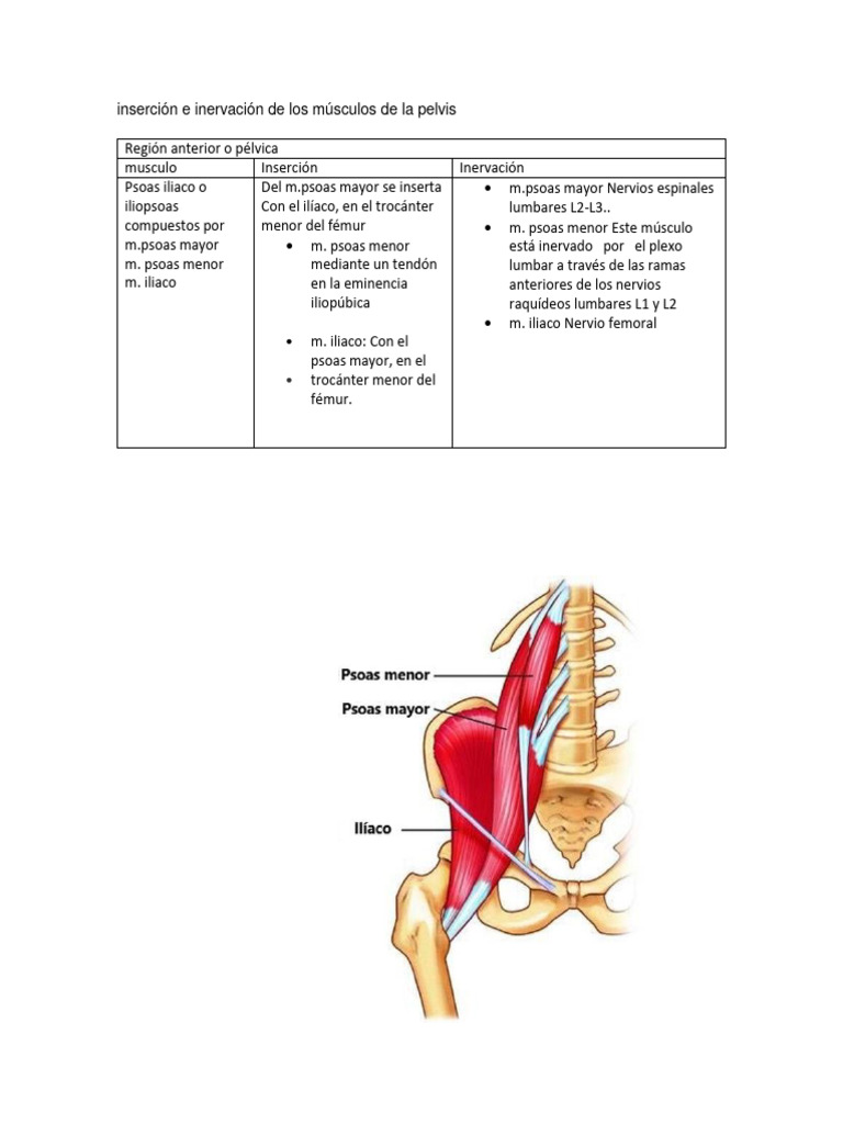 Inserción e Inervación de Los Músculos de La Pelvis 2 | Descargar ...