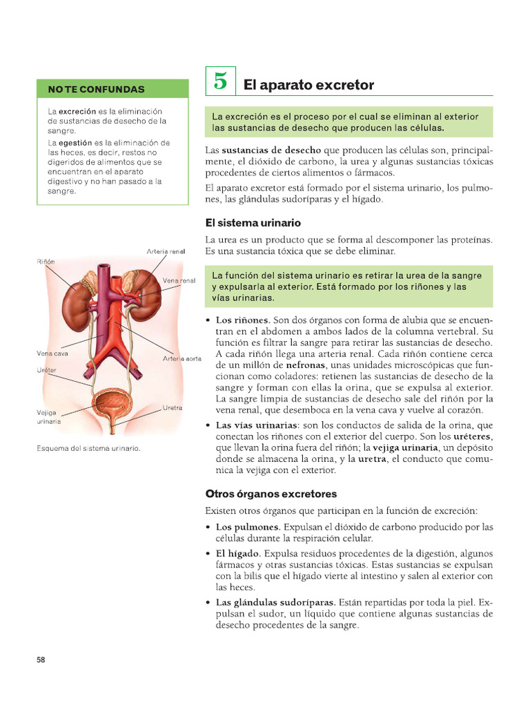 Ficha Teorã A y Ejercicios Aparato Excretor | PDF
