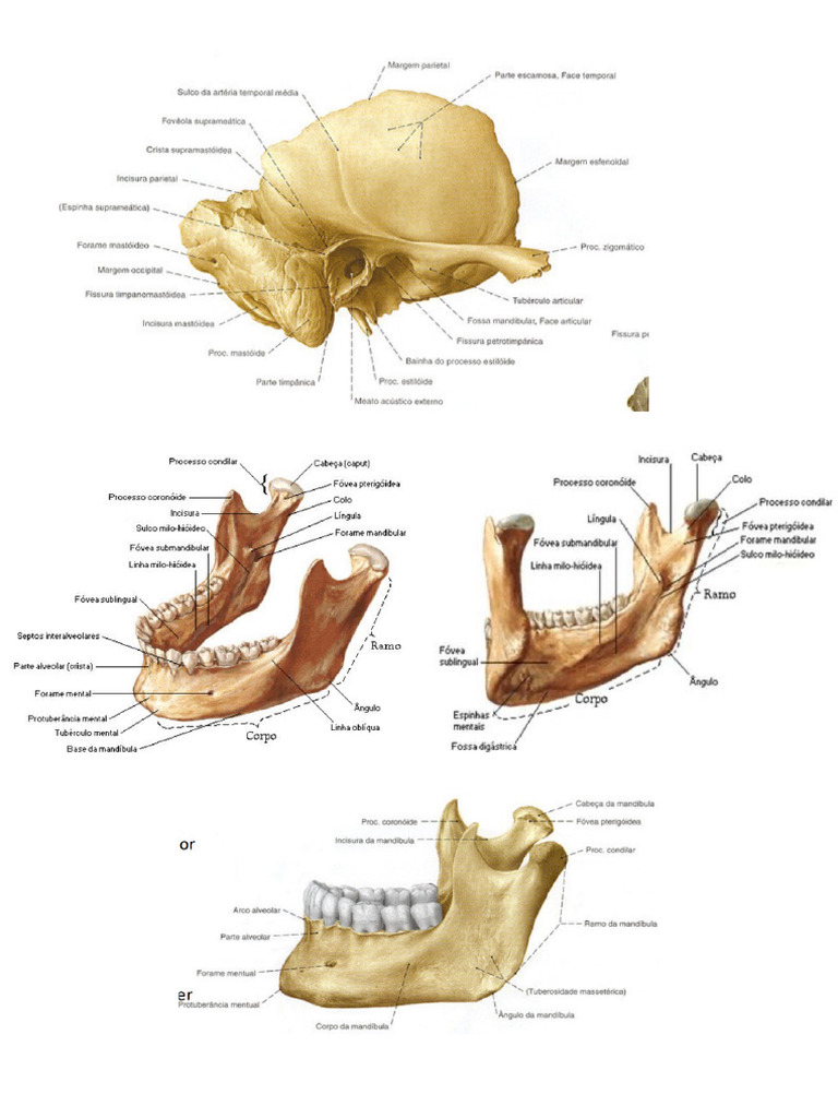 Ossos Da Face | PDF