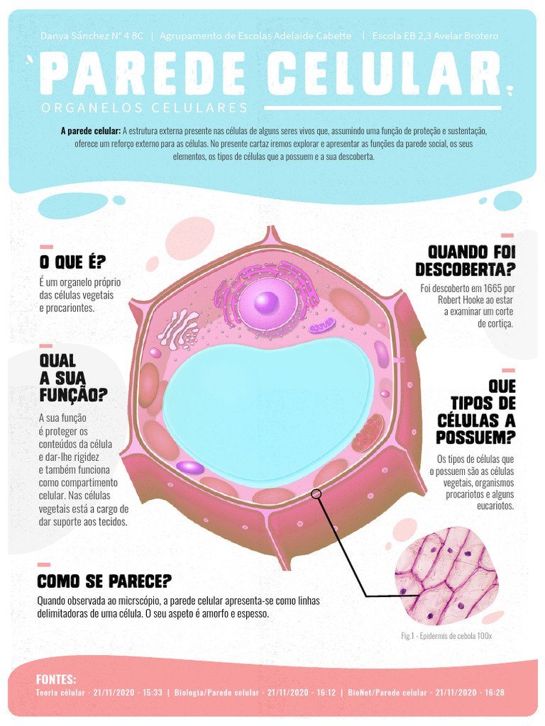 Parede Celular - Danya Sánchez 8ºC | PDF | Célula (Biologia) | Procarionte