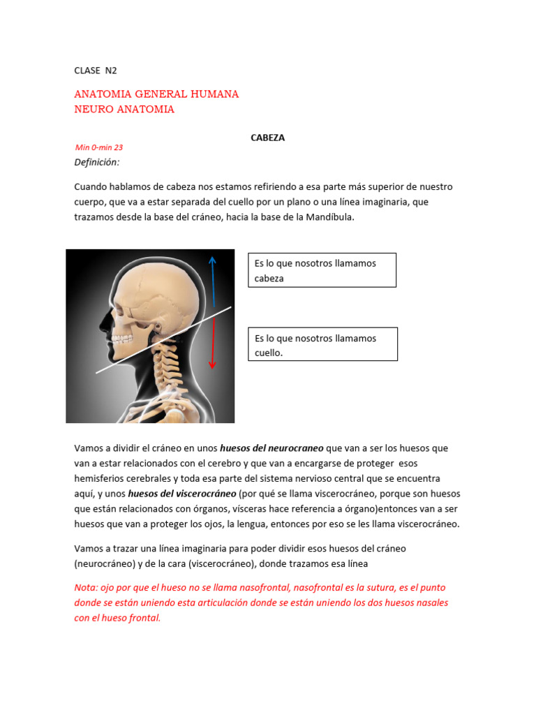 Clase 2 Anatomía Pdf Cráneo Otorrinolaringología