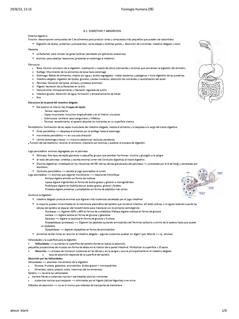 Unidad 6 1 Y 6 2 PDF Digesti n Coraz n