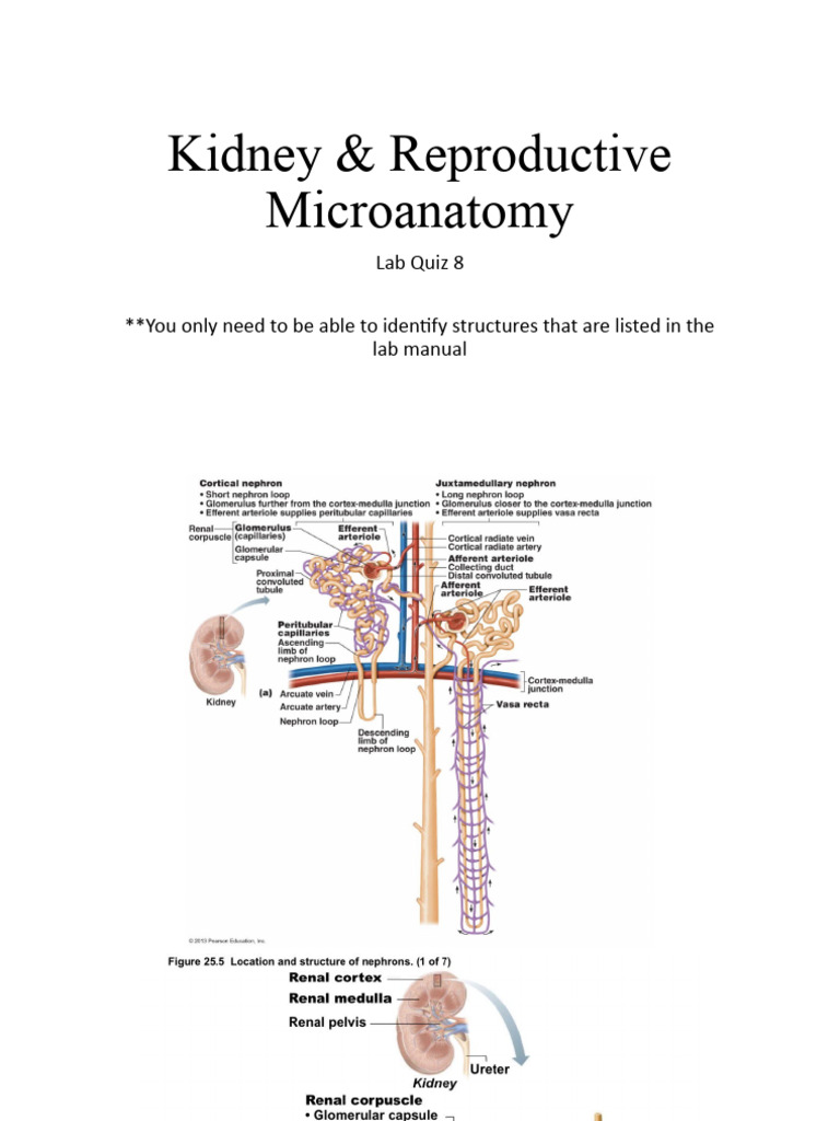 Biol 347: Kidney & Reproductive Lab Quiz | PDF | Science & Mathematics