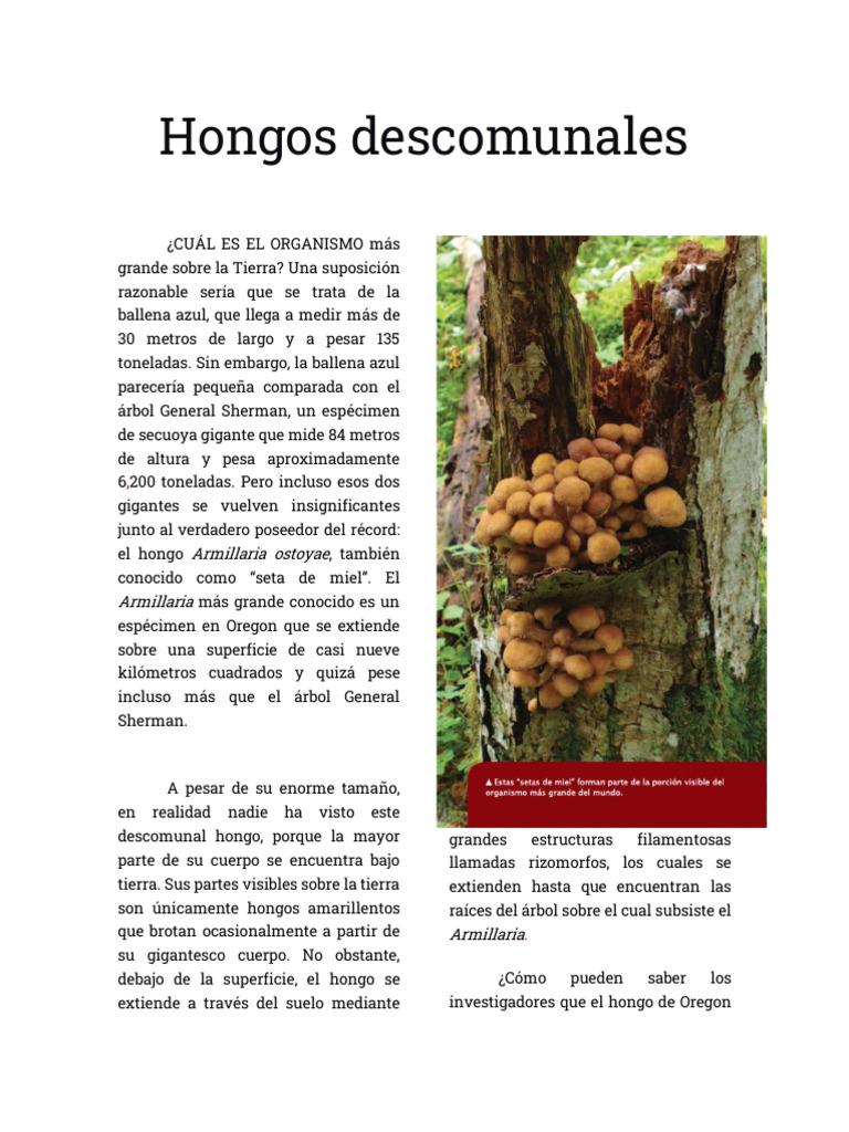 Reino Fungi | PDF | Hongo | Arboles