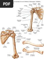 Músculo Abdutor Longo Do Polegar - Origem, Inserção - Kenhub | PDF ...