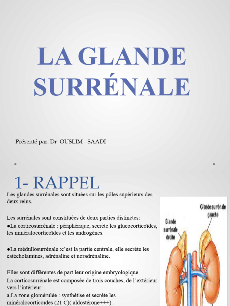 la glande surrenale | PDF | Glande surrénale | Cortisol