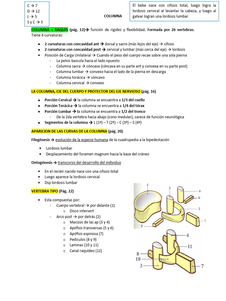 Curvaturas y Funciones de la Columna | PDF | La columna vertebral ...