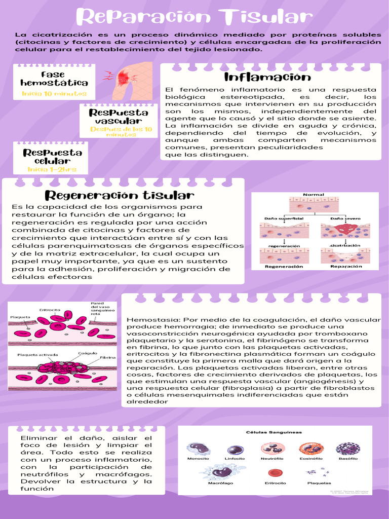 Daño Tisular Inografia | PDF | Plaqueta | Hemostasia