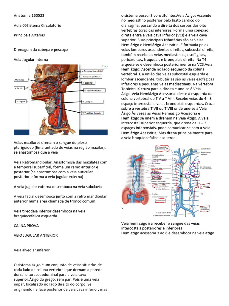 Anatomia do Sistema Venoso Ázigo | PDF | Veia | Coluna vertebral