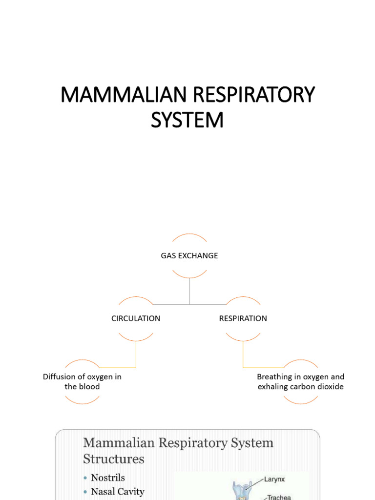 MAMMALIAN-RESPIRATORY-SYSTEM | PDF