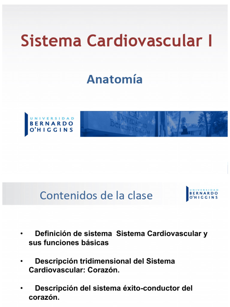 Clase 6 Cardiovascular Primera Parte | PDF | Corazón | Tórax
