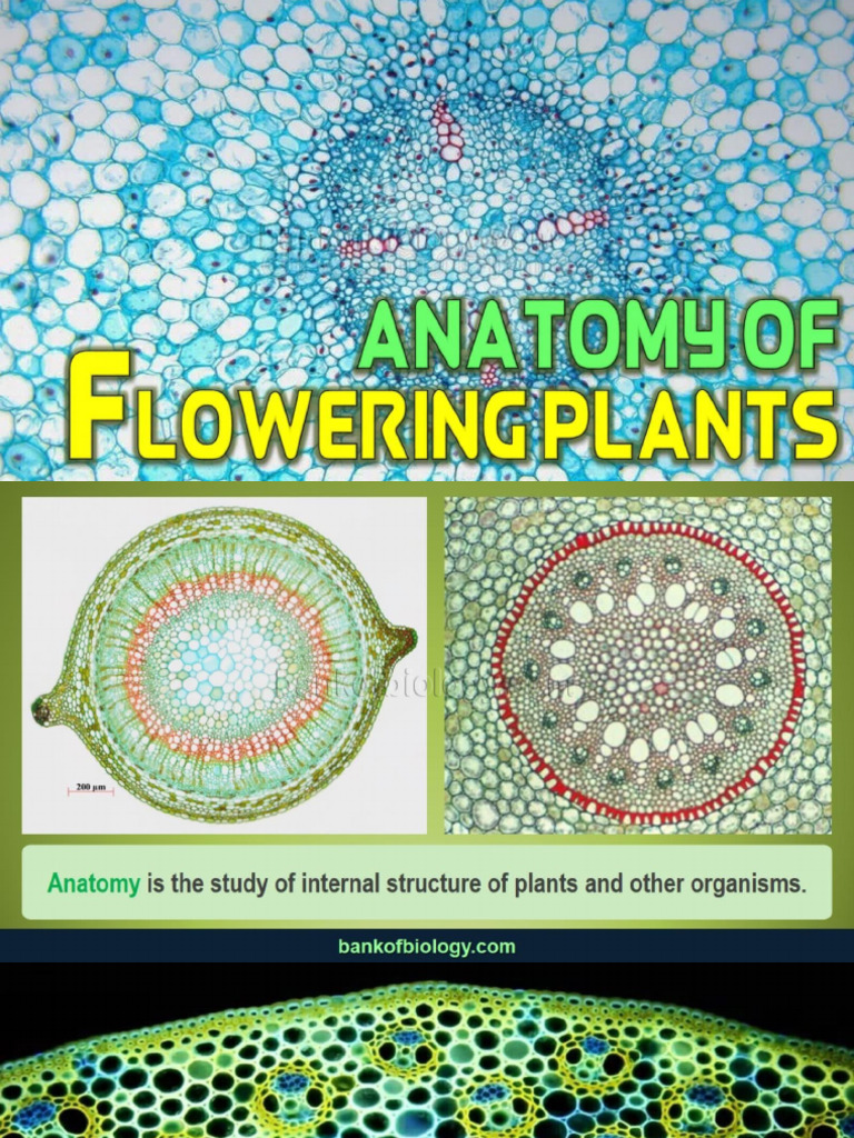 6 Anatomy of flowering plants new | PDF