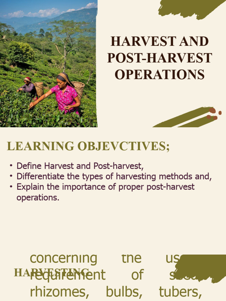 Harvest and Postharvest Operation | PDF | Postharvest | Vegetables
