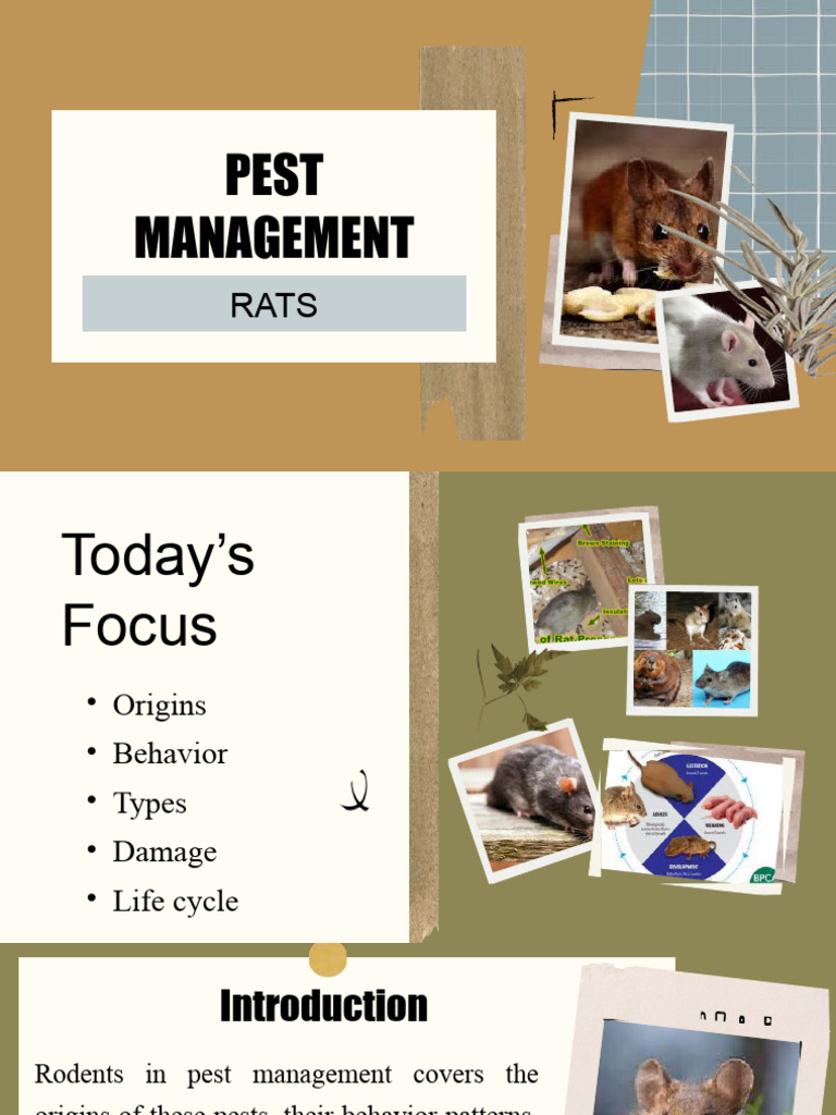 Pest Management_ RATS | PDF | Rodent | Rat