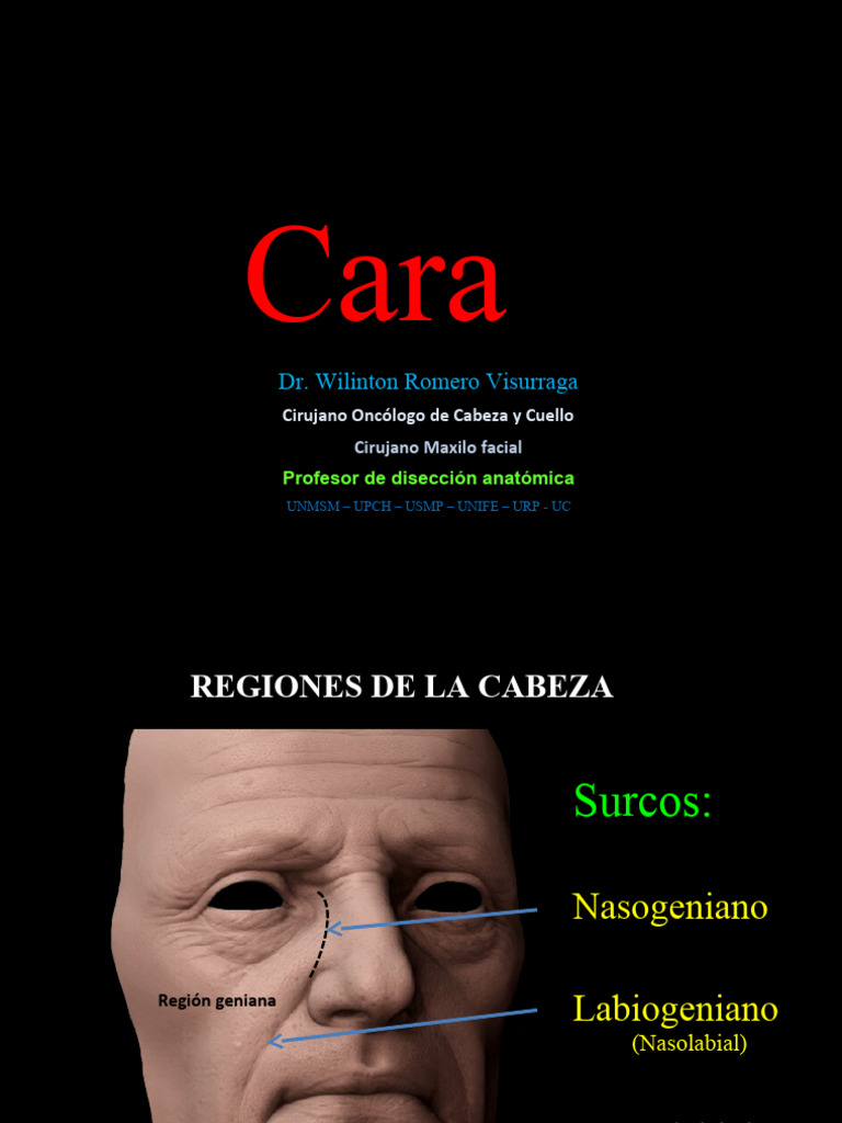 Anatomía Facial: Regiones y Músculos | PDF | Otorrinolaringología | Cara
