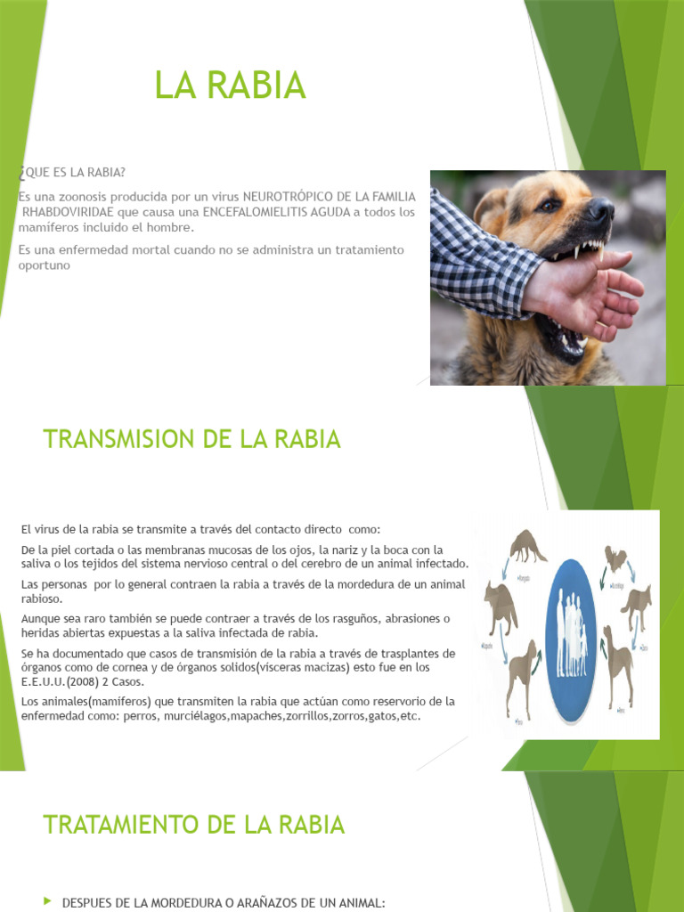 LA RABIA | PDF | Rabia | Enfermedades y trastornos