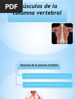 Musculos Intrinsecos y Extrinsecos Del Dorso | PDF | La columna ...