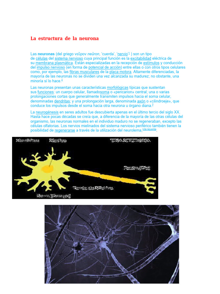 La Estructura de La Neurona | Descargar gratis PDF | Sinapsis | Neurona