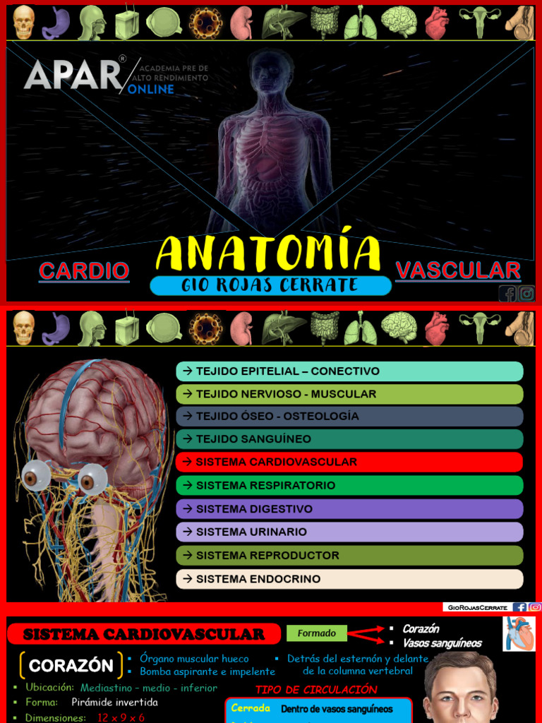 Cardiovascular Apar 3d | PDF | Corazón | Sistema circulatorio