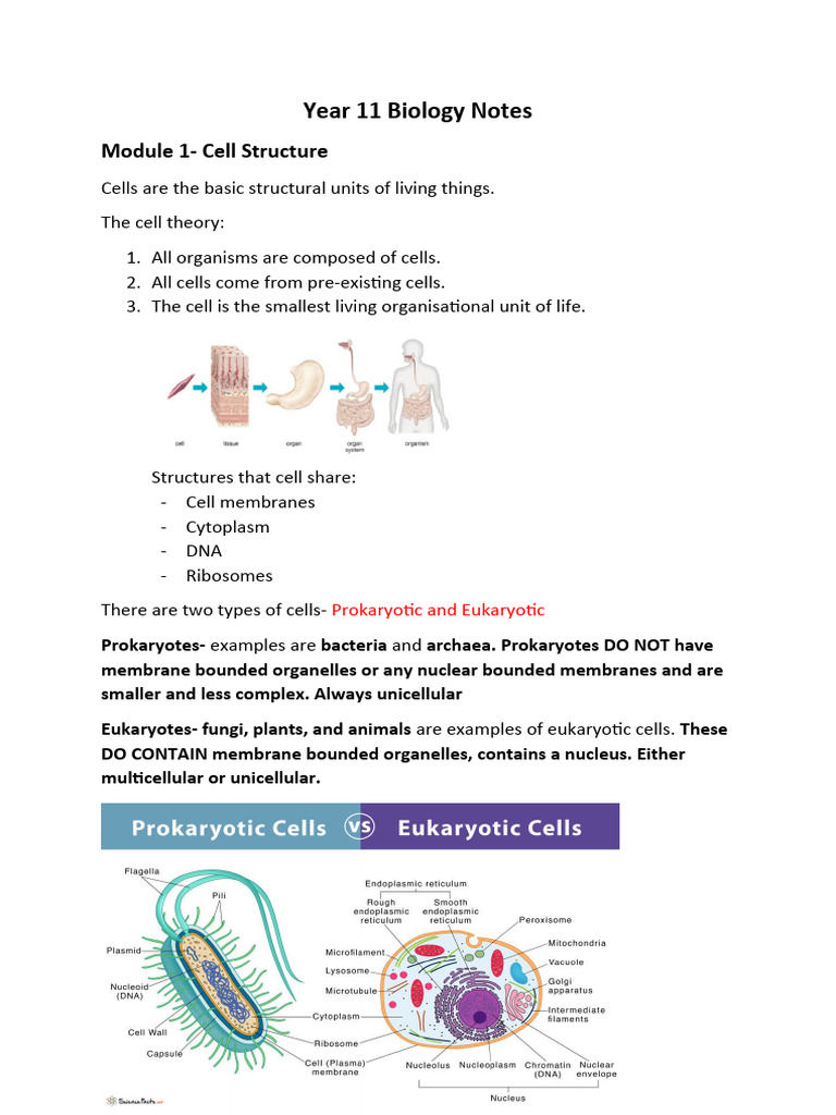 Year 11 Biology Notes | PDF | Cell Membrane | Cell (Biology)