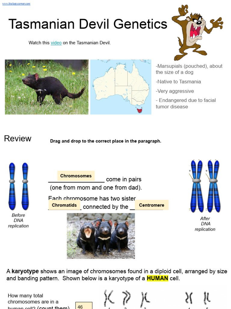 Tasmanian Devil Karyotype (Remote) | PDF | Chromosome | Karyotype