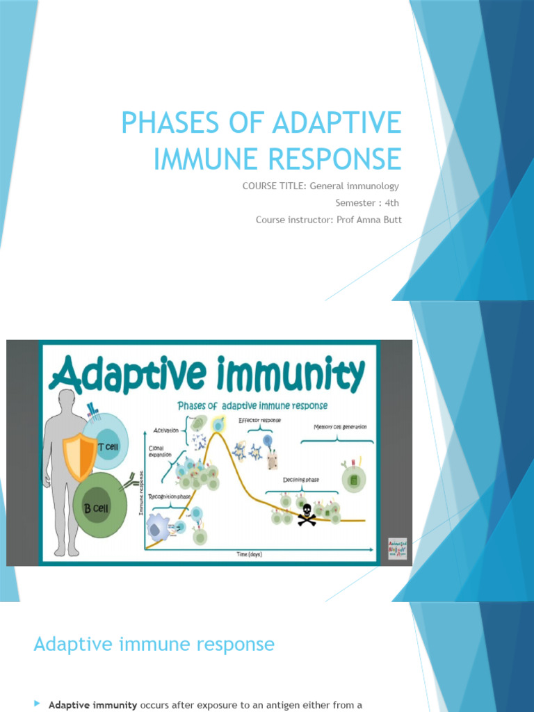 Phases of Adaptive Immune Response | PDF | Immune System | Adaptive ...