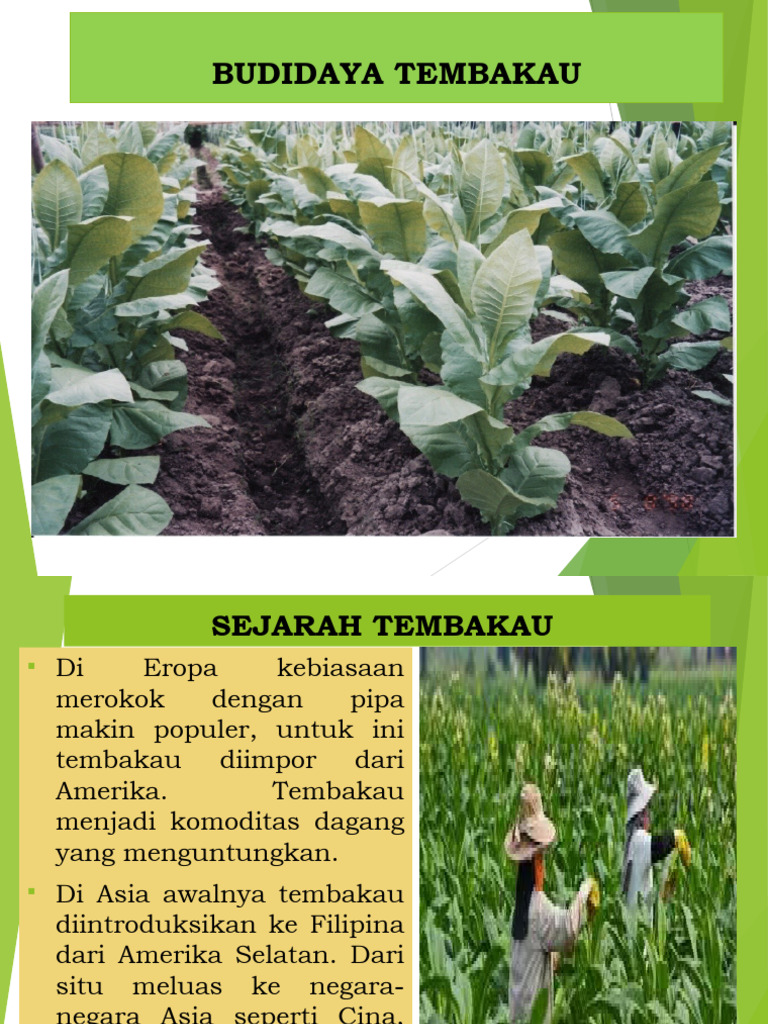 Pert 5. Budidaya Tembakau | PDF