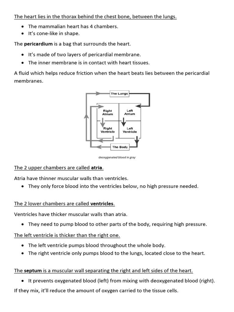 The Heart Lies in The Thorax Behind The Chest Bone | PDF | Heart Valve ...