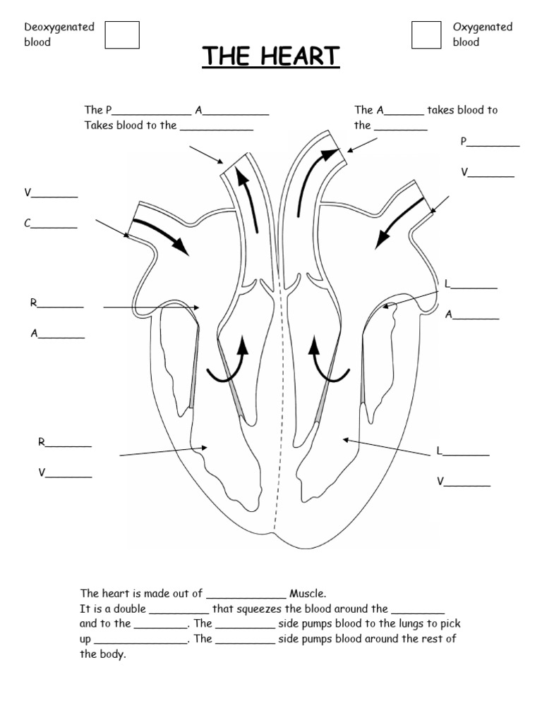 Heart Worksheet | PDF | Heart | Blood