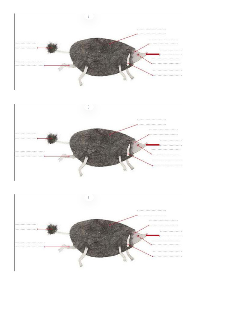Fotocopias para Trabajar Con Bicho Raro | PDF | Artes del Lenguaje y ...