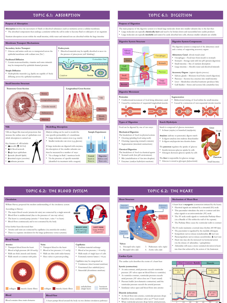 Bioninja Summary Guides | PDF | Digestion | Heart