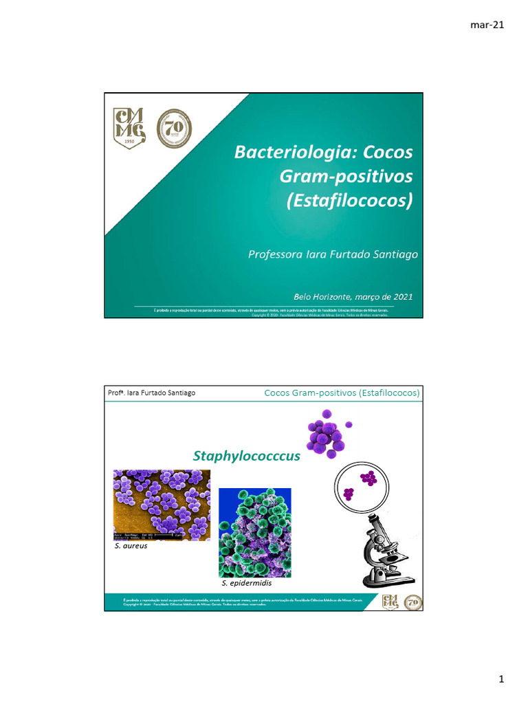Estafilococos | PDF | Estafilococo | Staphylococcus Aureus