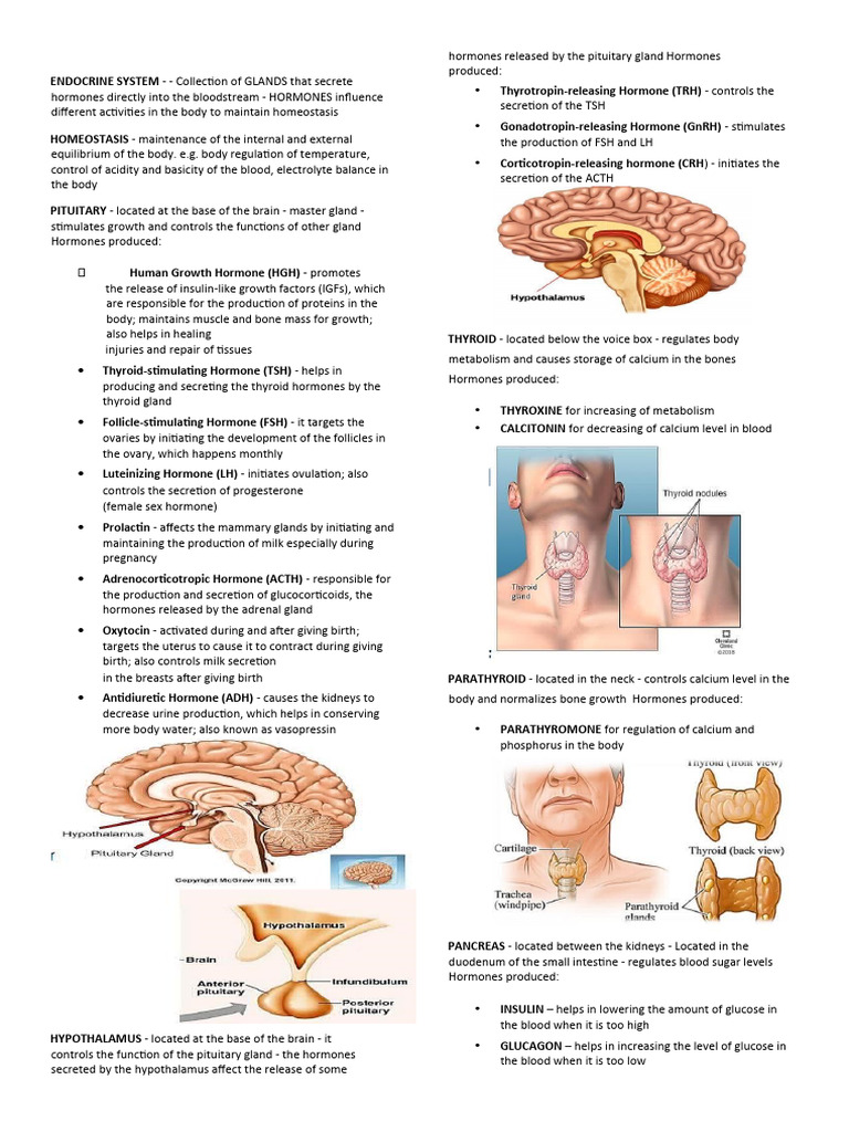 Science - Endocrine System | PDF | Dna | Adrenal Gland
