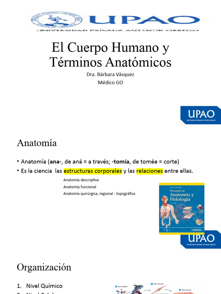 El Cuerpo Humano y Terminos Anatomicos | PDF | Anatomía | Abdomen