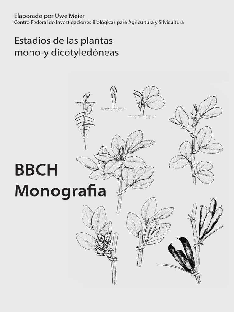 BBCH-Skala Spanisch | PDF | Hoja | Flores
