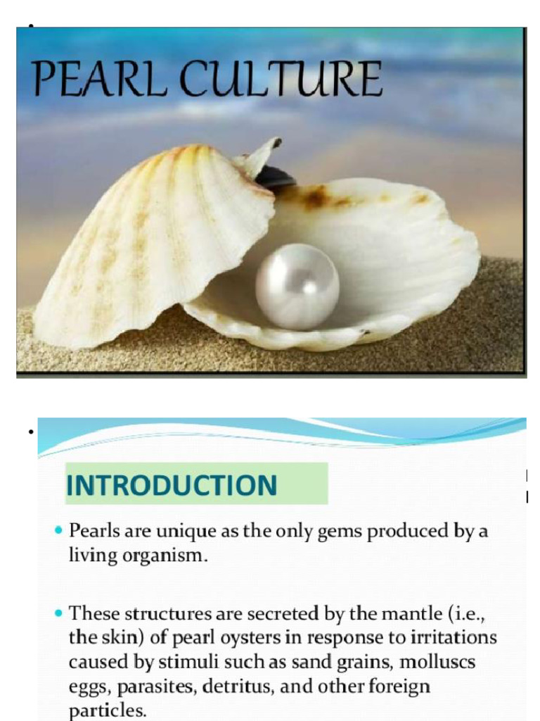 Pearl Culture | PDF | Pearl | Oyster
