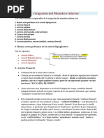 Anatomía de la Arteria Pedia del Pie | PDF | Pie | Dedo del pie