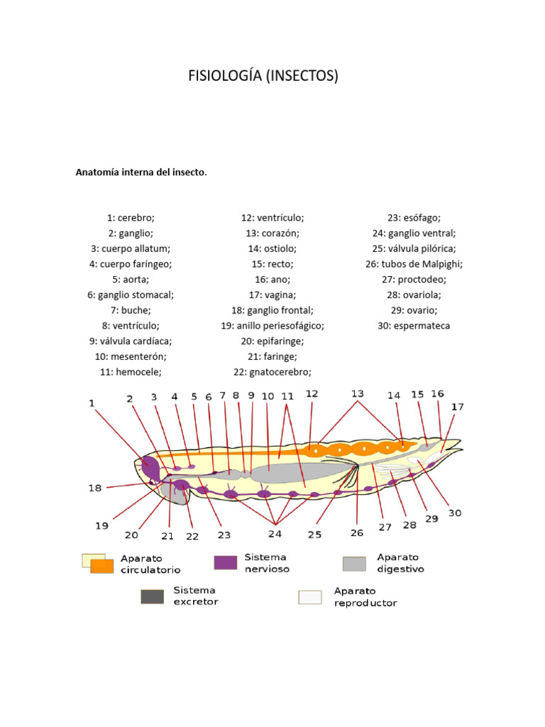 Anatomia de Los Insectos | PDF | Sistema reproductivo | Sistema nervioso