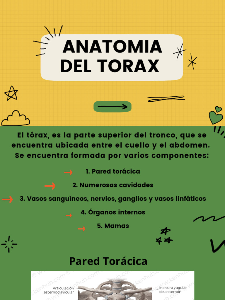 Anatomía del Tórax y sus Estructuras | PDF | Tórax | Abdomen