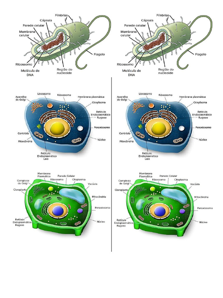 Celulas Procarionte e Eucarionte | PDF
