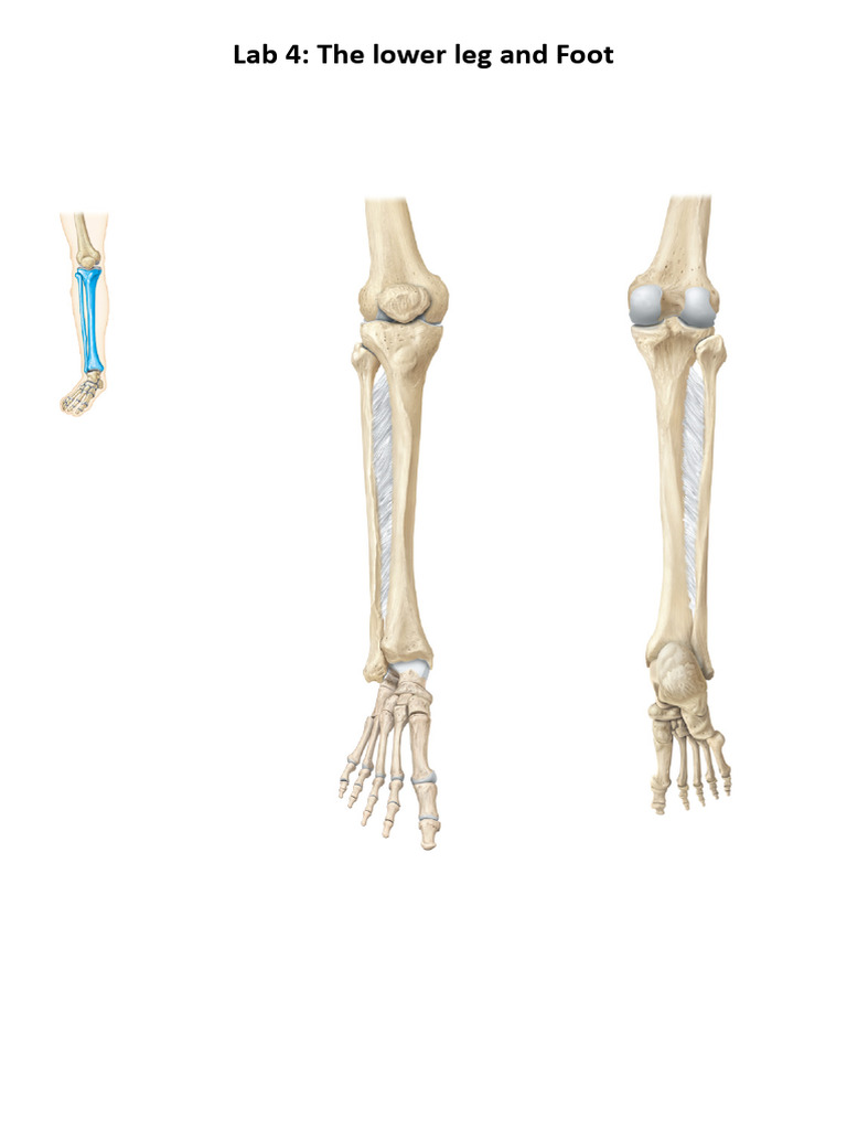 Lab 4 - The Lower Leg and Foot | PDF
