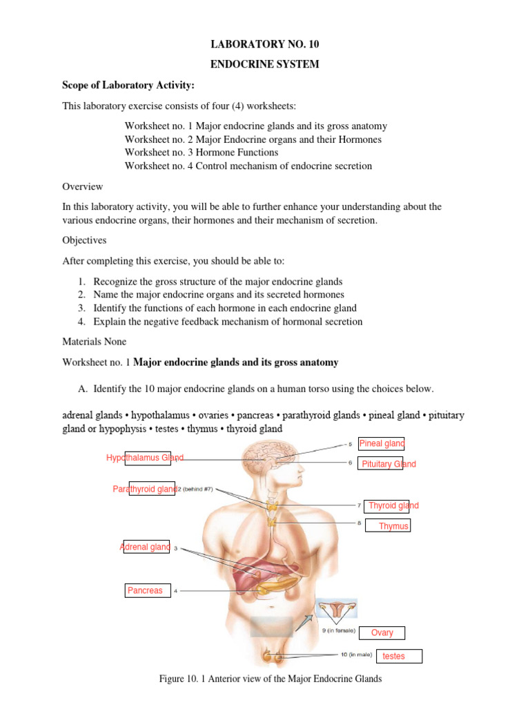 Endocrine System Pre Lab WK | PDF | Endocrine System | Pituitary Gland