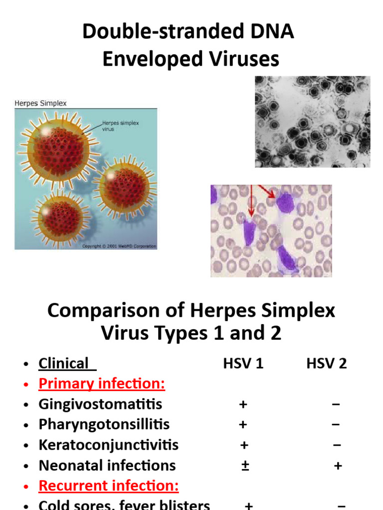 Herpes Simplex Virus Types 1 and 2 Comparison | PDF | Medical ...