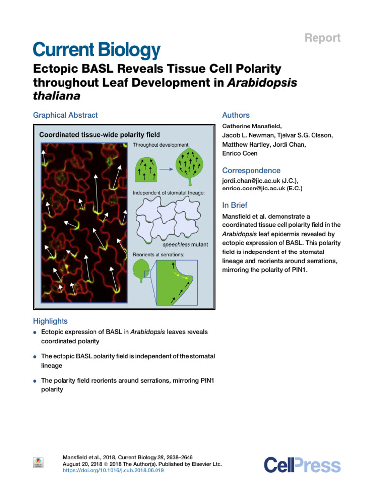 Ectopic BASL Reveals Tissue Cell Polarity Throughout Leaf Dev - 2018 ...