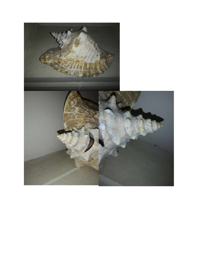 Photos of Shells | PDF