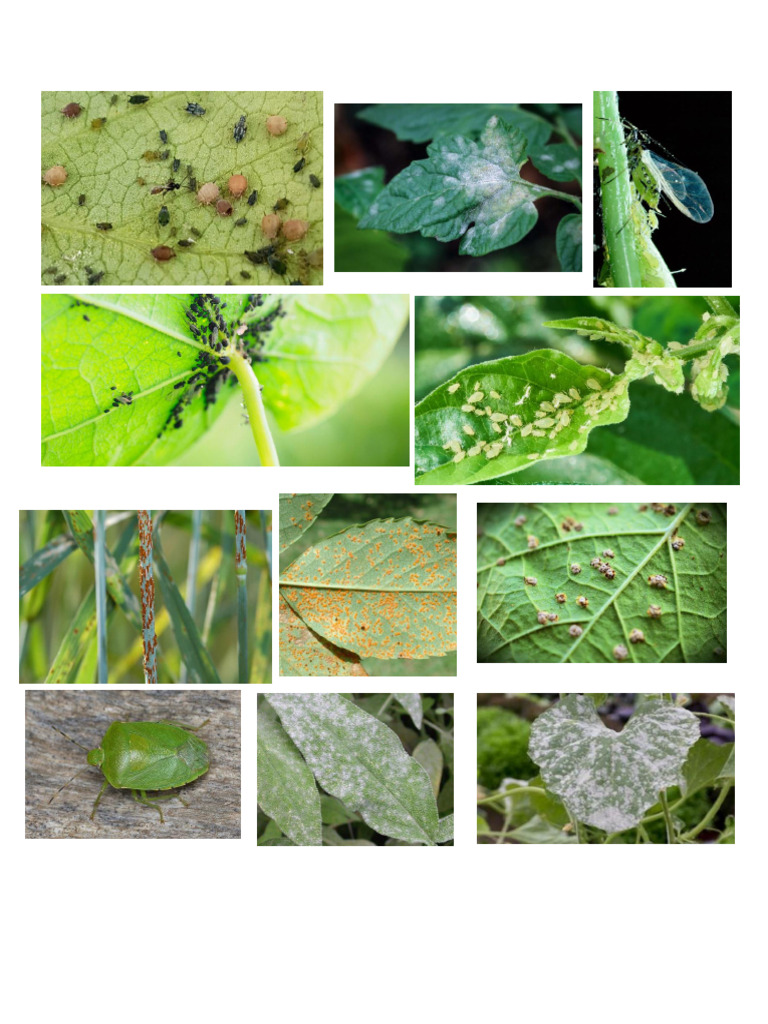 Imagenes de Plagas | PDF