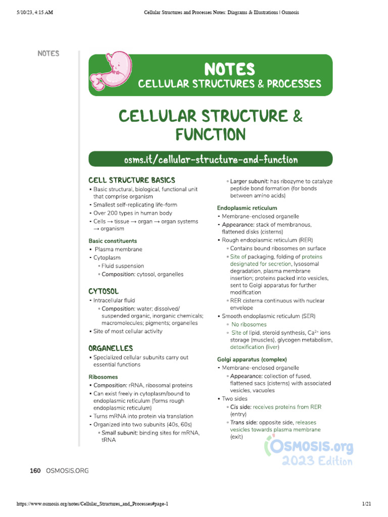 Cellular Structures and Processes Notes - Diagrams & Illustrations ...