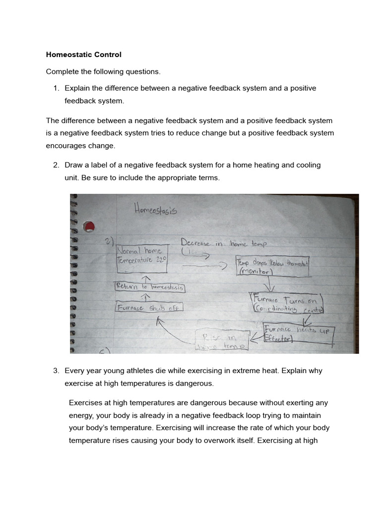 Homeostasis | PDF | Self-Improvement